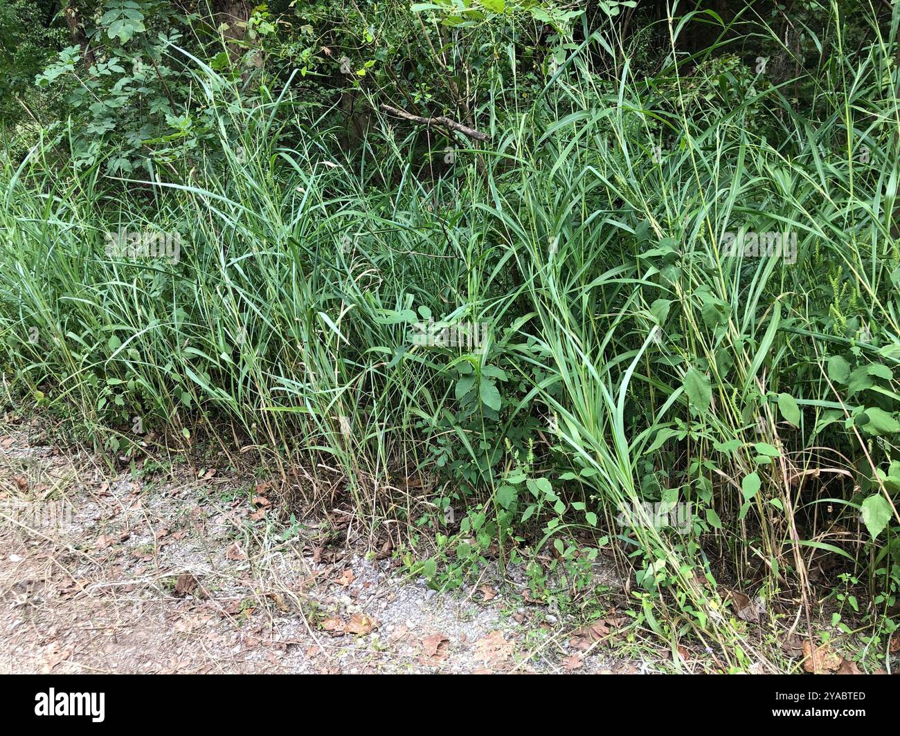 Itchgrass (Rottboellia cochinchinensis) Plantae Stock Photo - Alamy