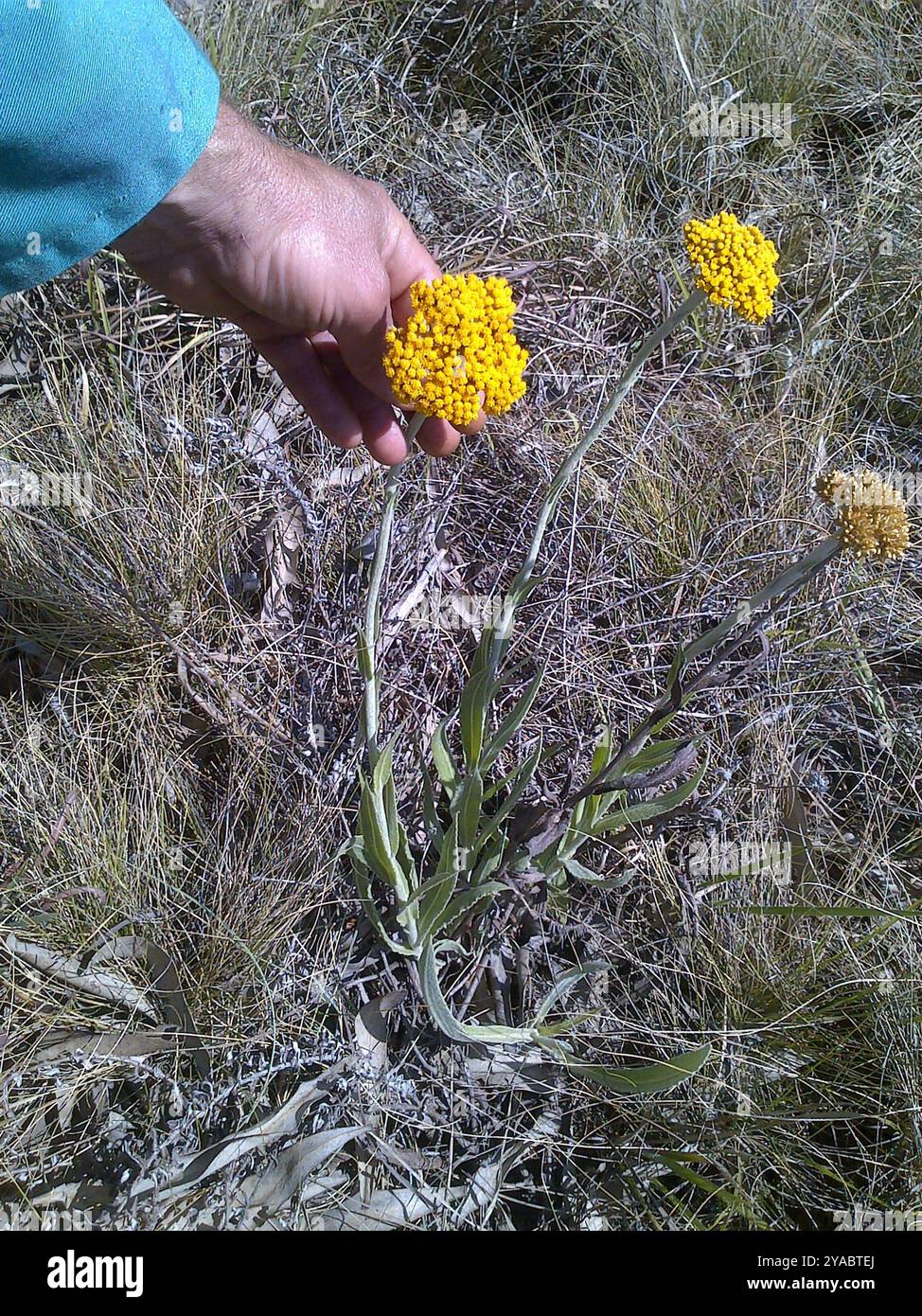 Sticky Everlasting (Helichrysum acutatum) Plantae Stock Photo - Alamy