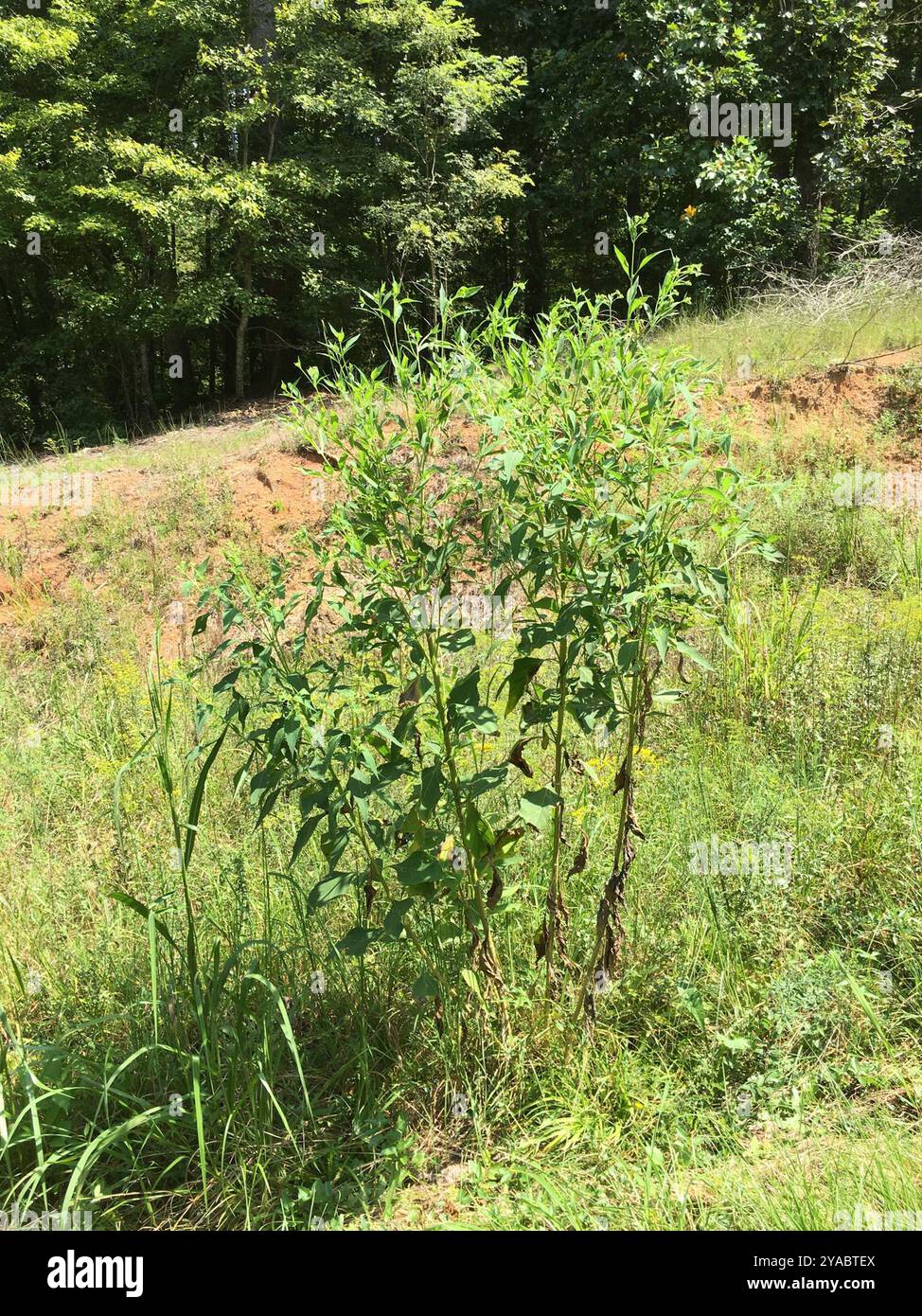 Yellow Crownbeard (Verbesina occidentalis) Plantae Stock Photo - Alamy