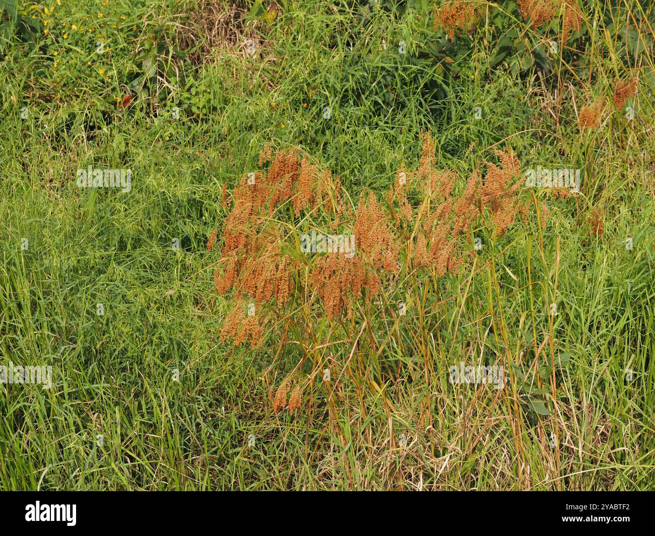 woolgrass (Scirpus cyperinus) Plantae Stock Photo - Alamy