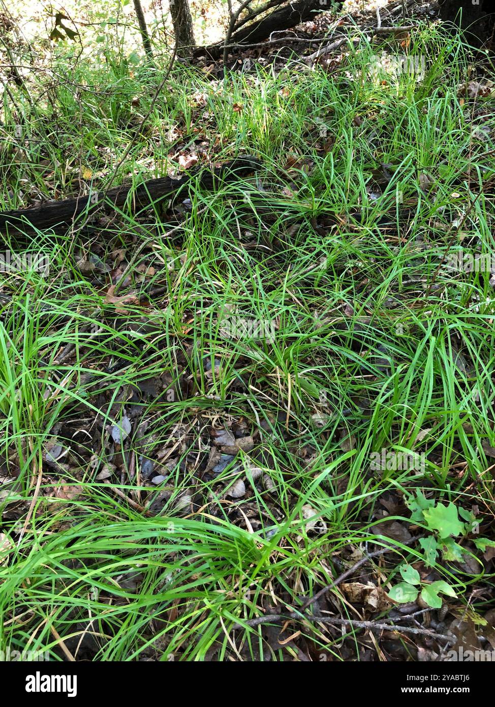 Cherokee sedge (Carex cherokeensis) Plantae Stock Photo - Alamy