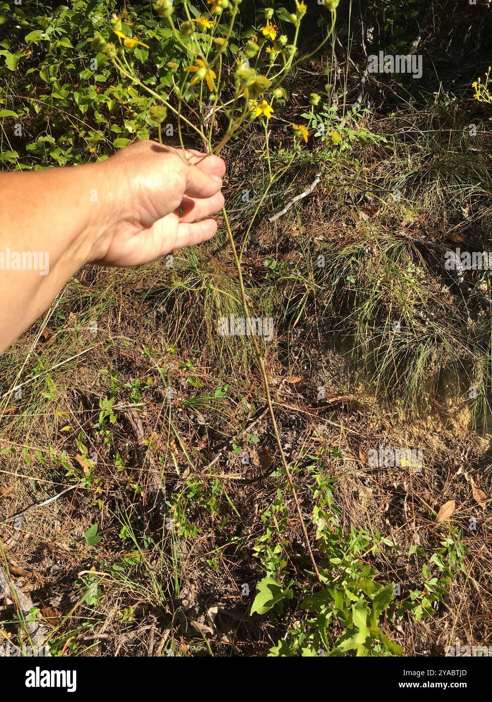 Kidney-leaf Rosinweed (Silphium compositum) Plantae Stock Photo - Alamy