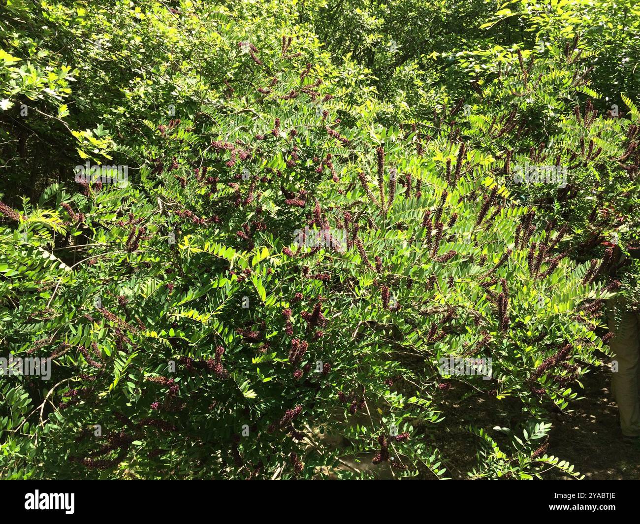 false indigo bush (Amorpha fruticosa) Plantae Stock Photo - Alamy