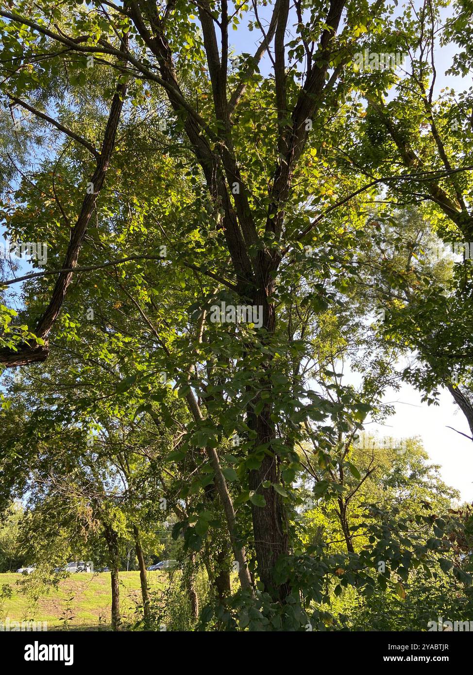 American elm (Ulmus americana) Plantae Stock Photo - Alamy