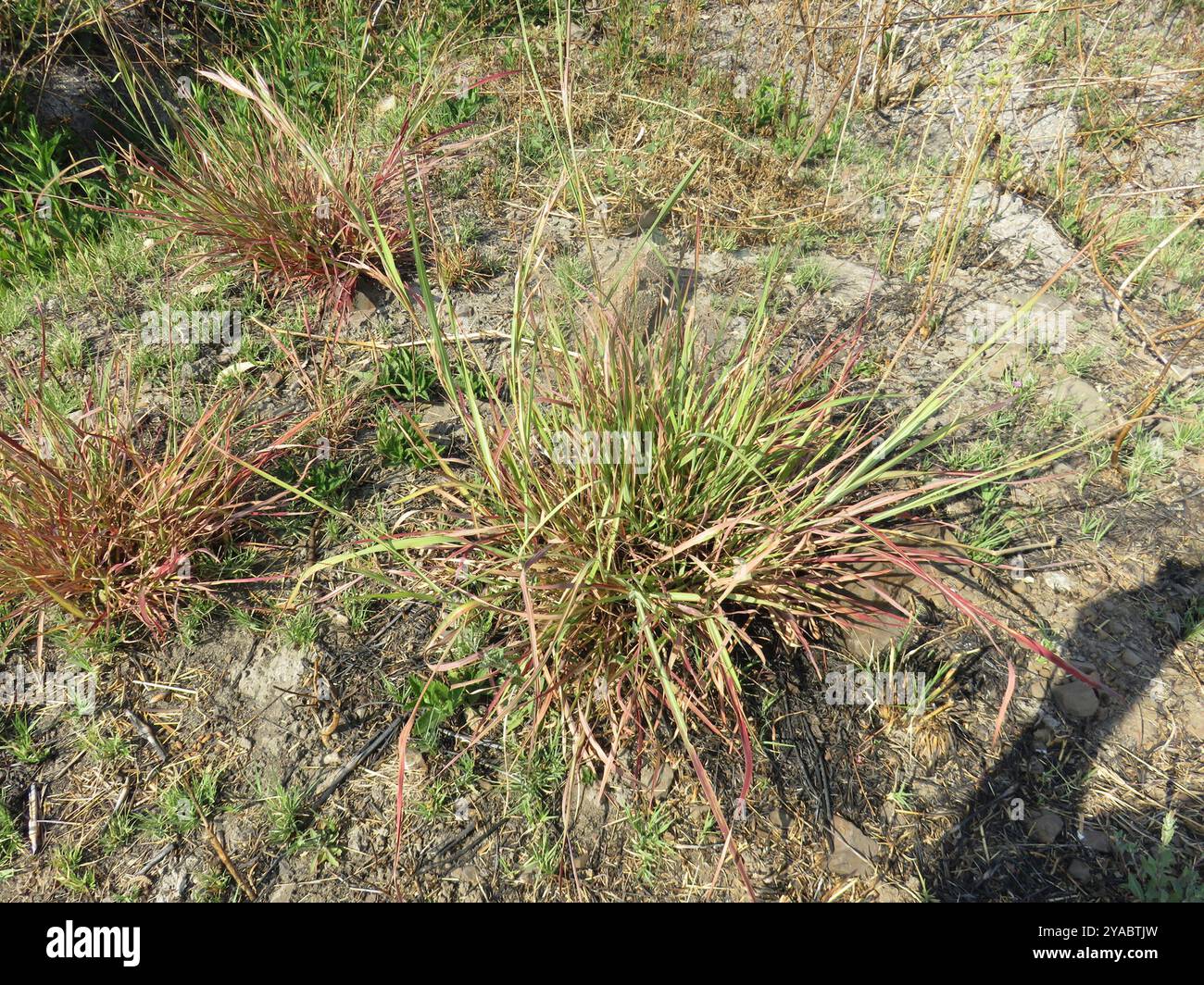 grasses, sedges, cattails, and allies (Poales) Plantae Stock Photo - Alamy
