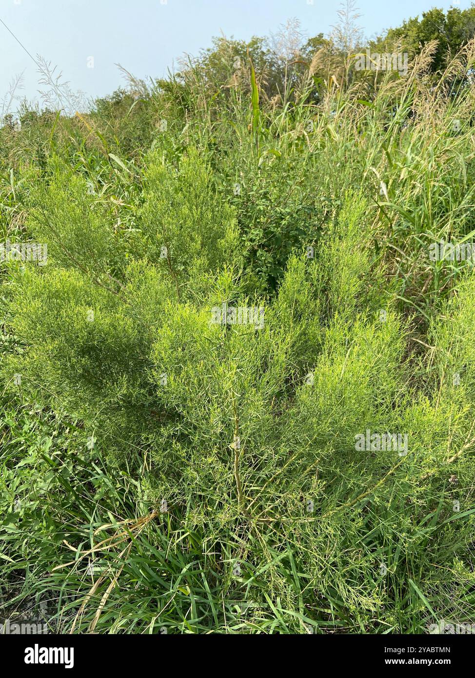 Poverty Weed (Baccharis neglecta) Plantae Stock Photo - Alamy