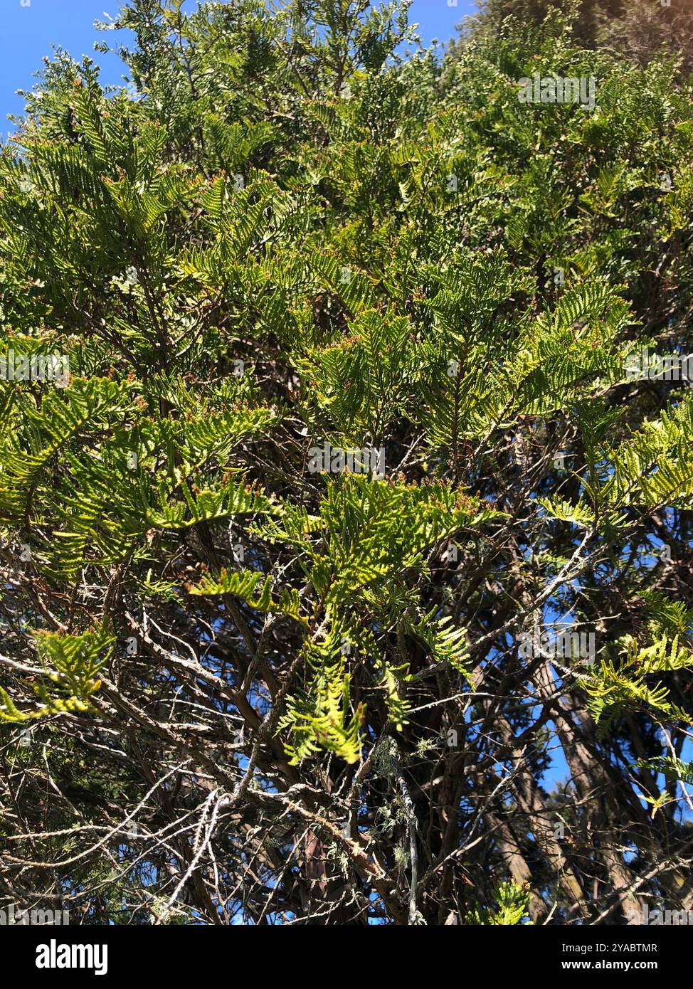 Kawaka (Libocedrus plumosa) Plantae Stock Photo - Alamy