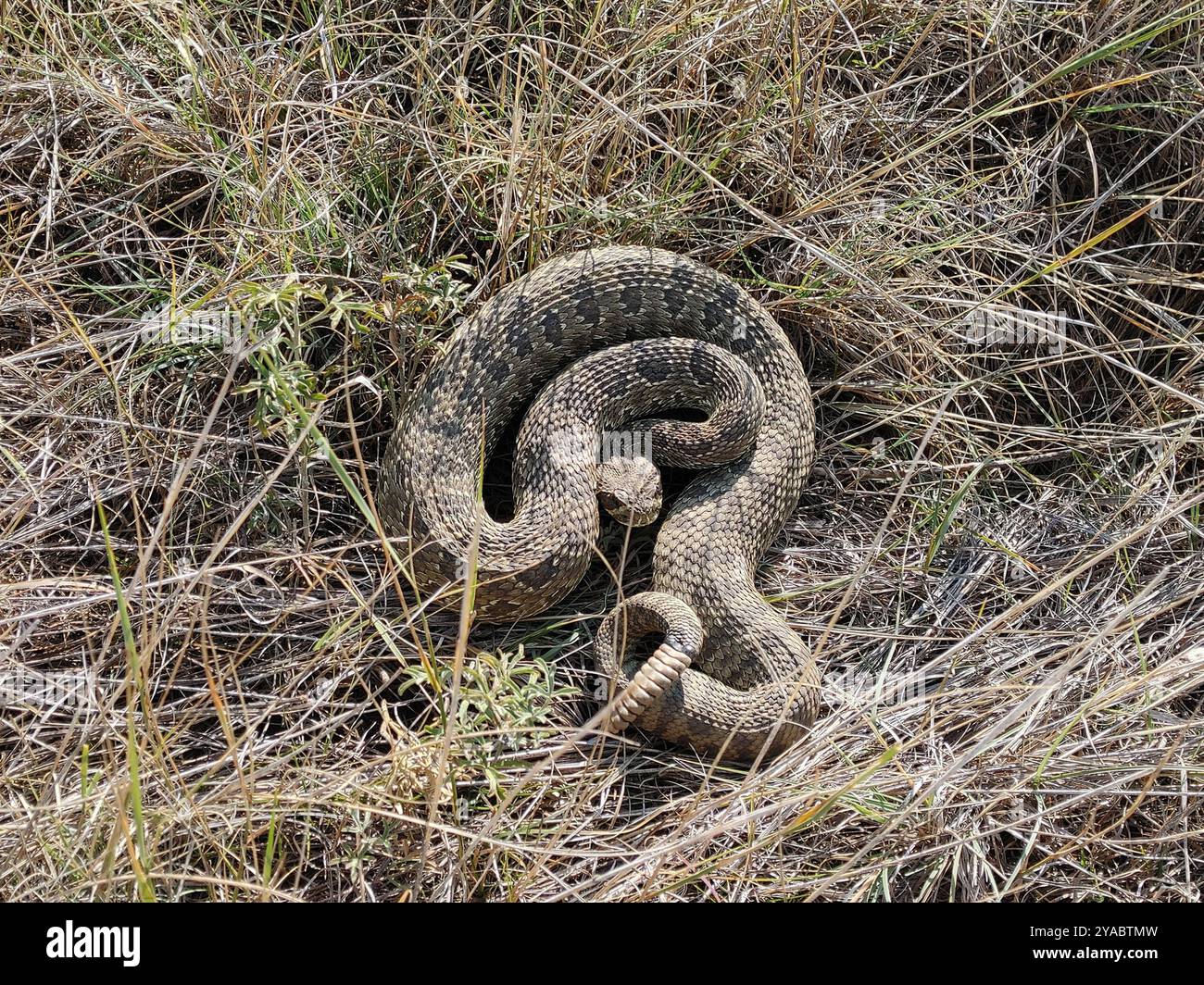 Prairie Rattlesnake (Crotalus viridis) Reptilia Stock Photo - Alamy