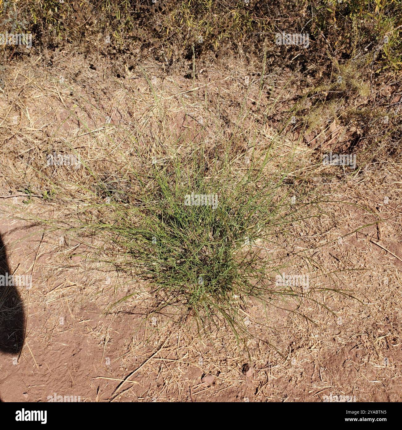 Purple Threeawn (Aristida purpurea) Plantae Stock Photo - Alamy