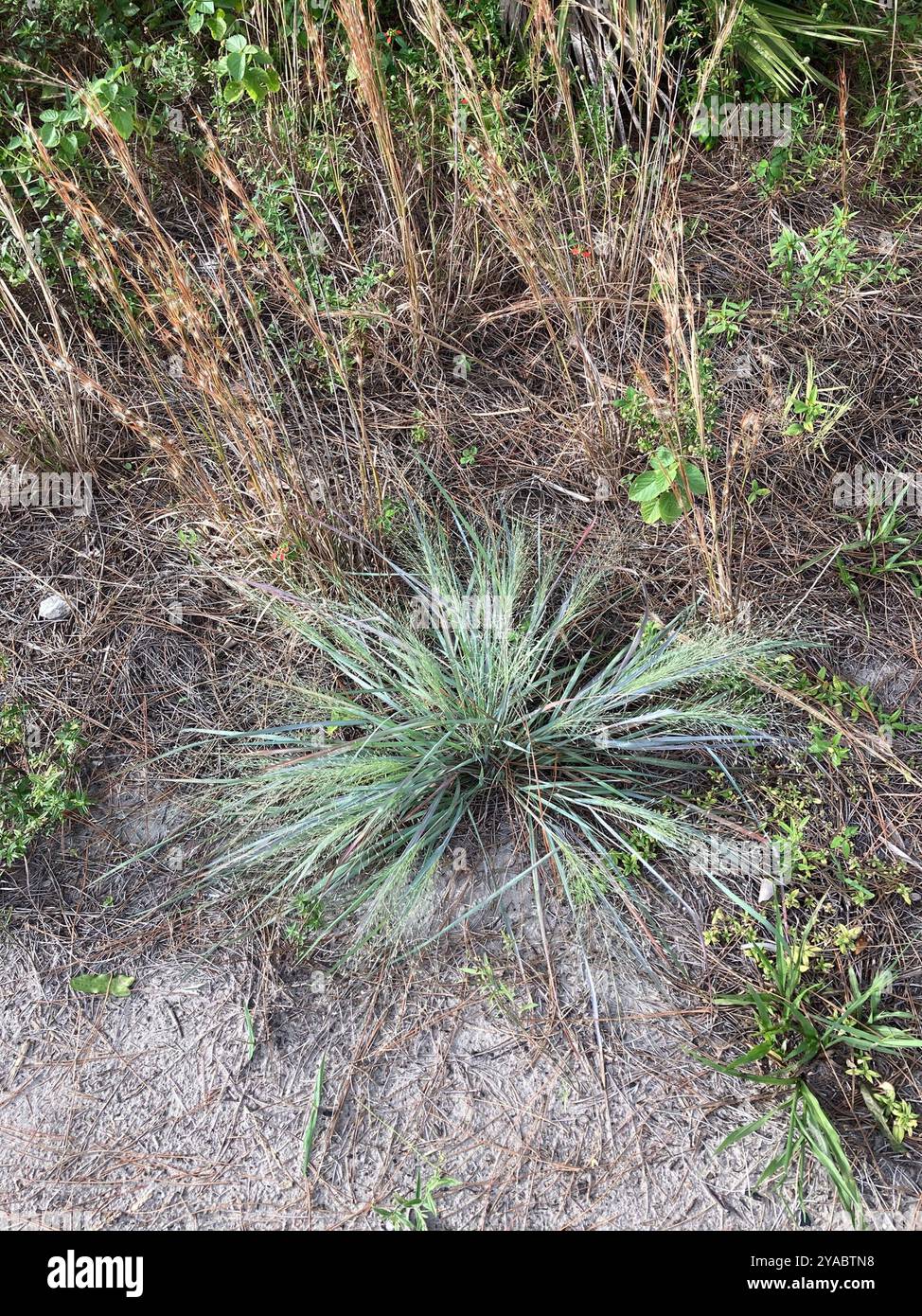 Elliott's lovegrass (Eragrostis elliottii) Plantae Stock Photo - Alamy