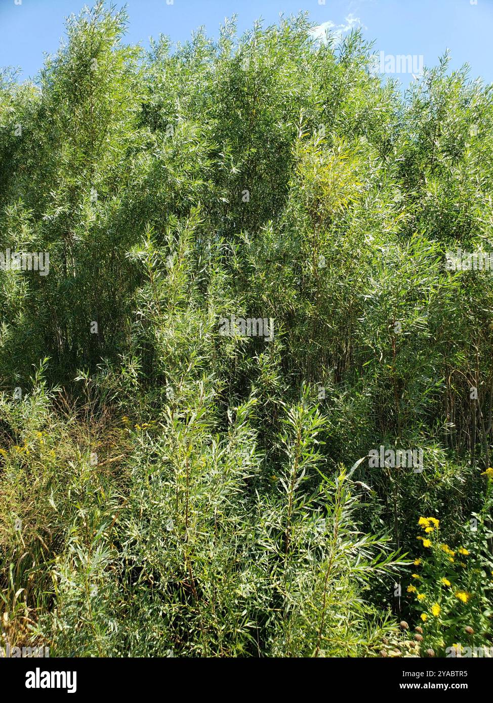 interior sandbar willow (Salix interior) Plantae Stock Photo - Alamy