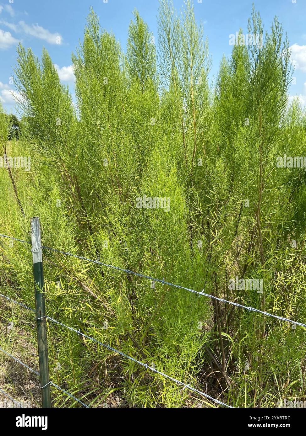 Poverty Weed (Baccharis neglecta) Plantae Stock Photo - Alamy