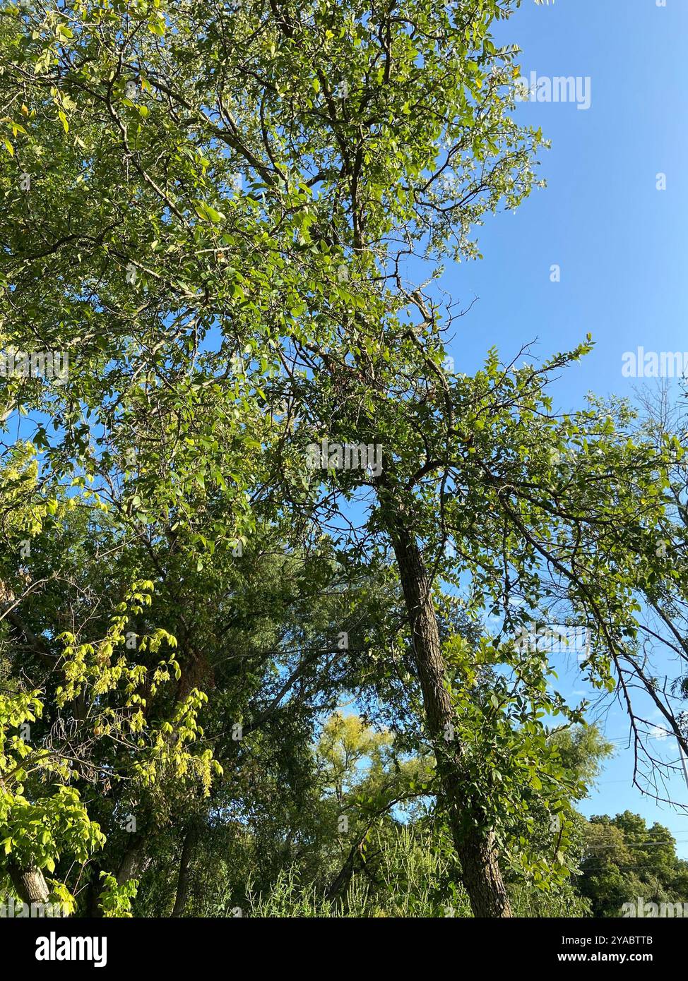 Cedar Elm (Ulmus crassifolia) Plantae Stock Photo - Alamy