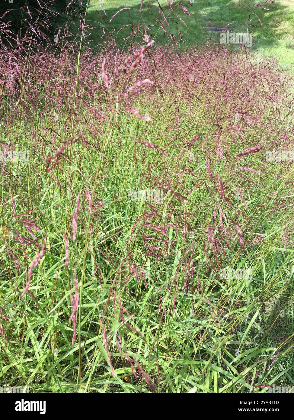 purpletop tridens (Tridens flavus) Plantae Stock Photo - Alamy
