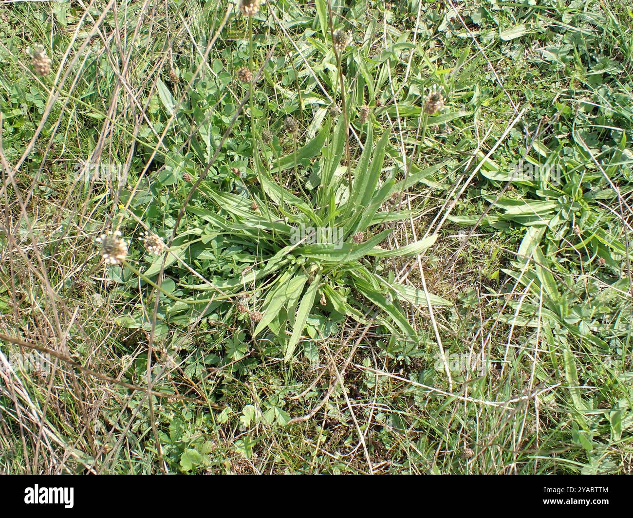 ribwort plantain (Plantago lanceolata) Plantae Stock Photo - Alamy