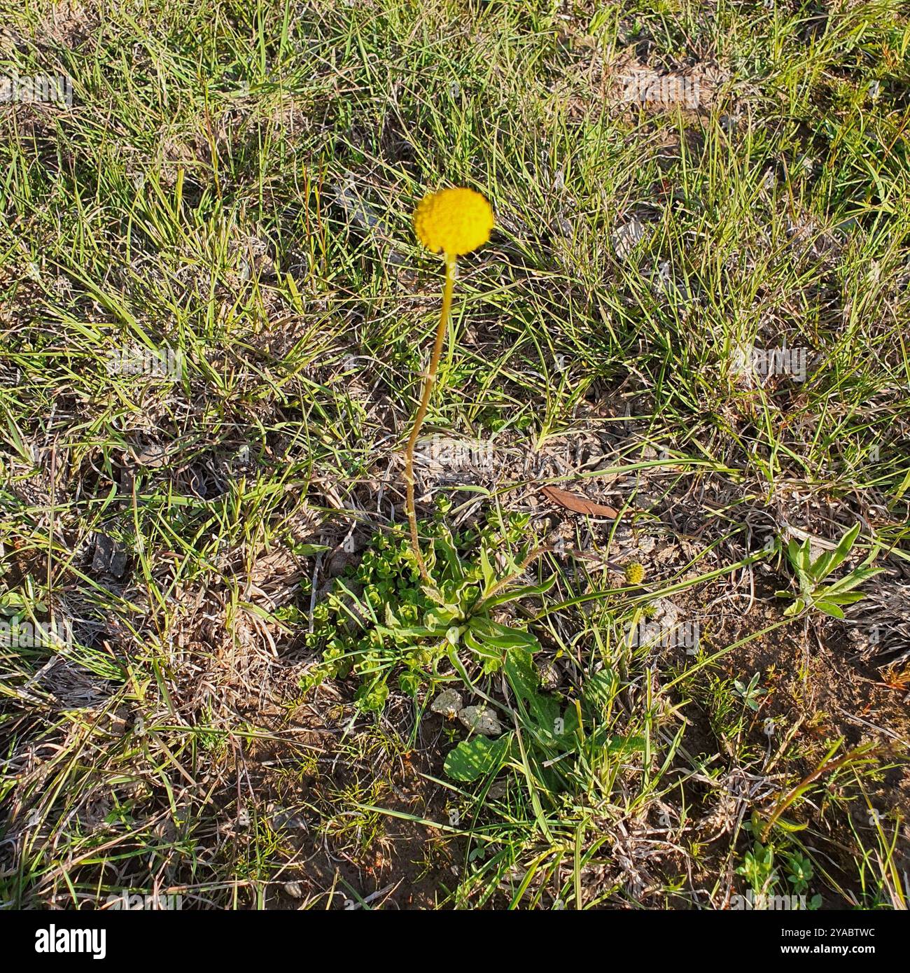 Common Billy buttons (Craspedia variabilis) Plantae Stock Photo - Alamy