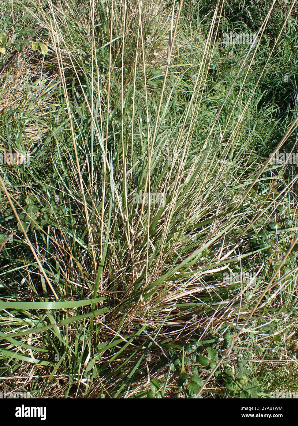 tall fescue (Lolium arundinaceum) Plantae Stock Photo - Alamy