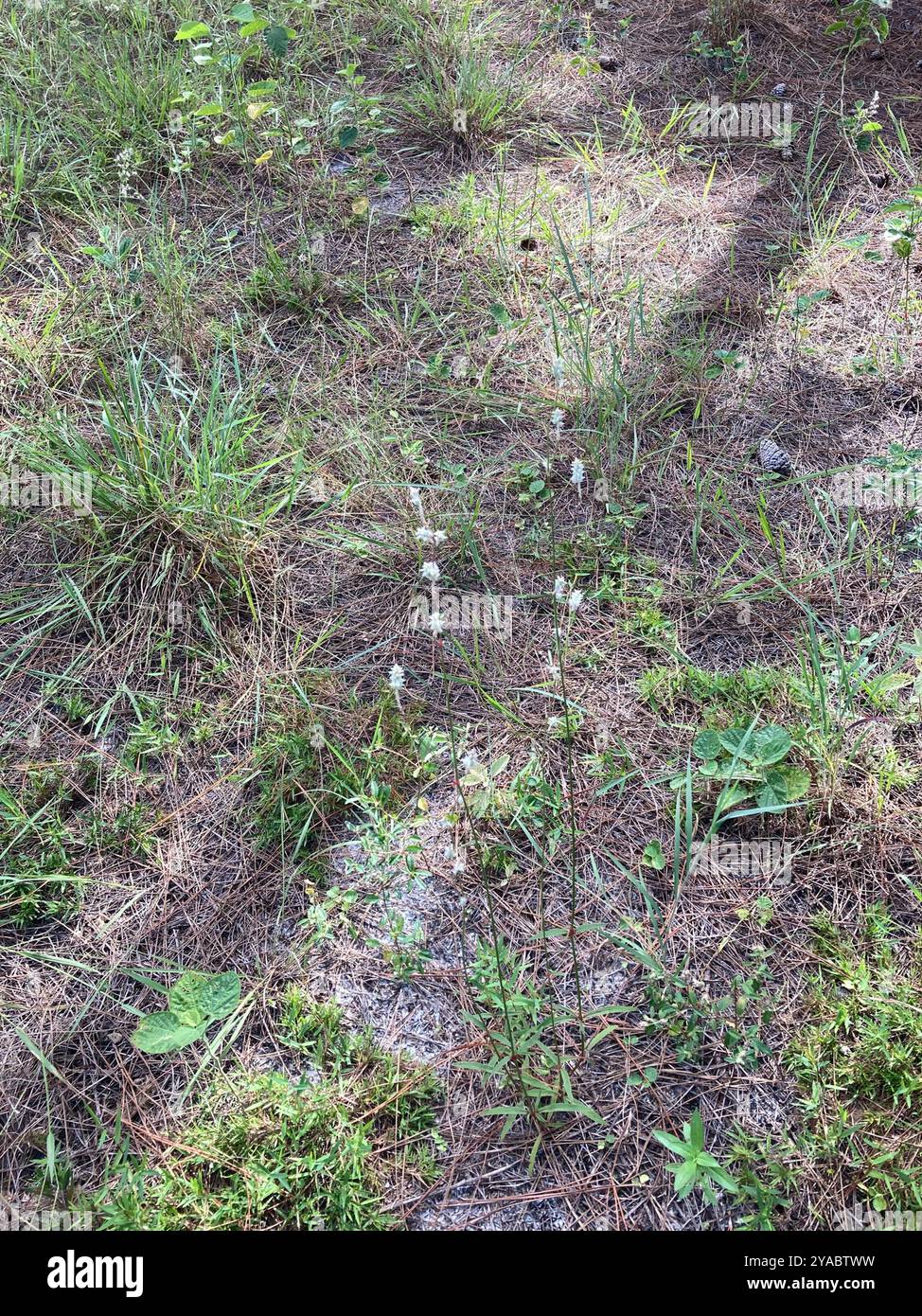 Plains Snakecotton (Froelichia floridana) Plantae Stock Photo - Alamy