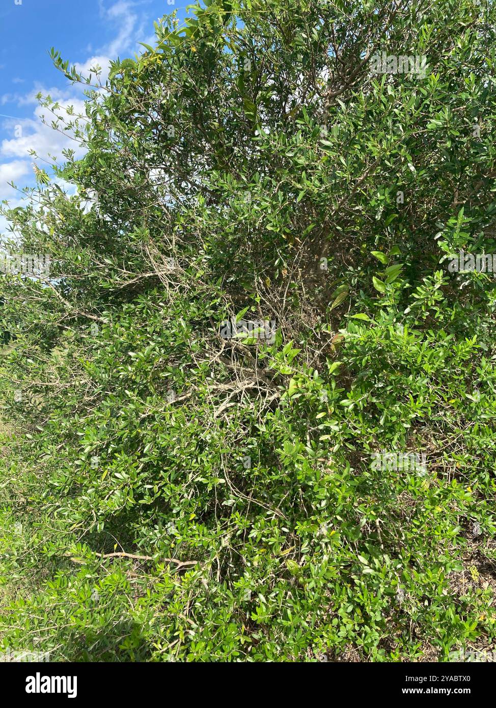 Florida swampprivet (Forestiera segregata) Plantae Stock Photo - Alamy