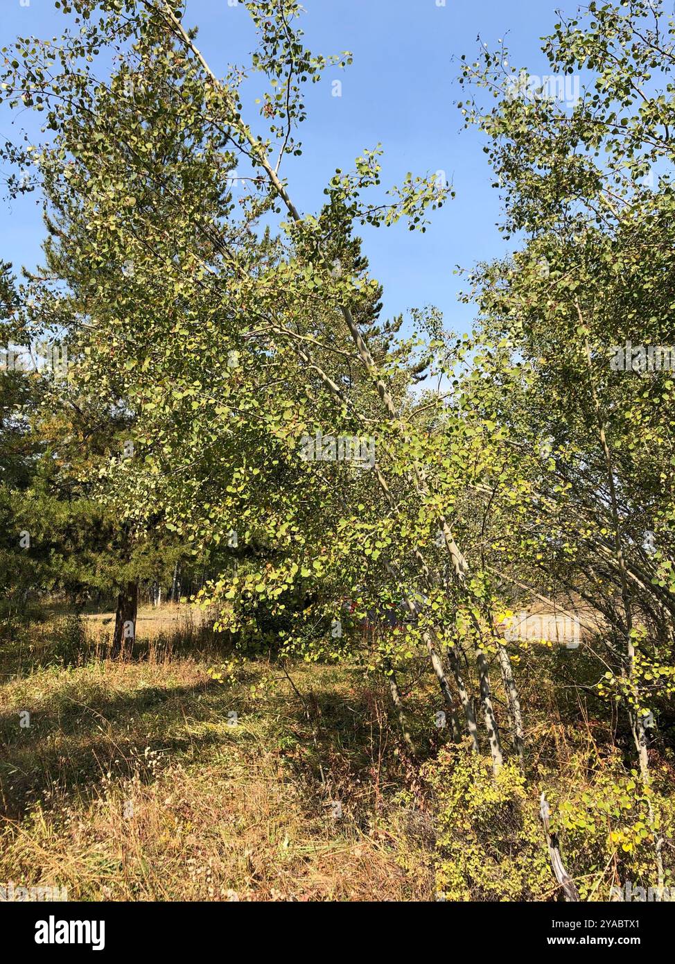 trembling aspen (Populus tremuloides) Plantae Stock Photo - Alamy
