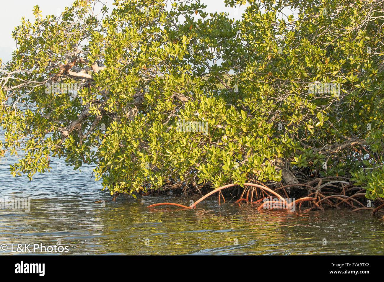 red mangrove (Rhizophora mangle) Plantae Stock Photo - Alamy