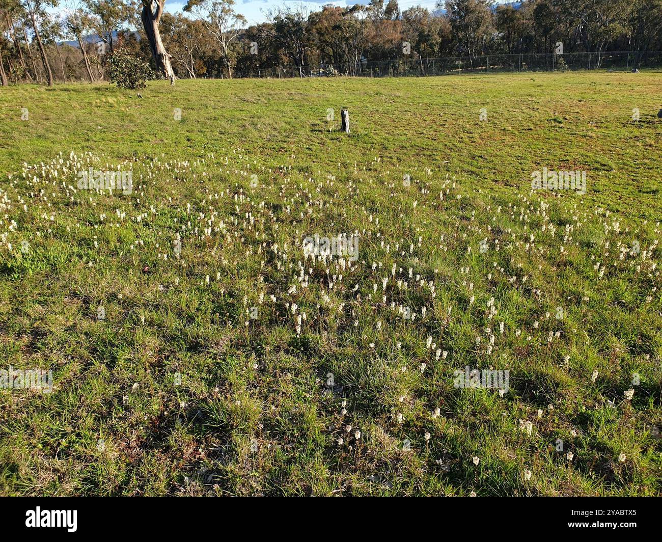 Creamy Candles (Stackhousia monogyna) Plantae Stock Photo - Alamy