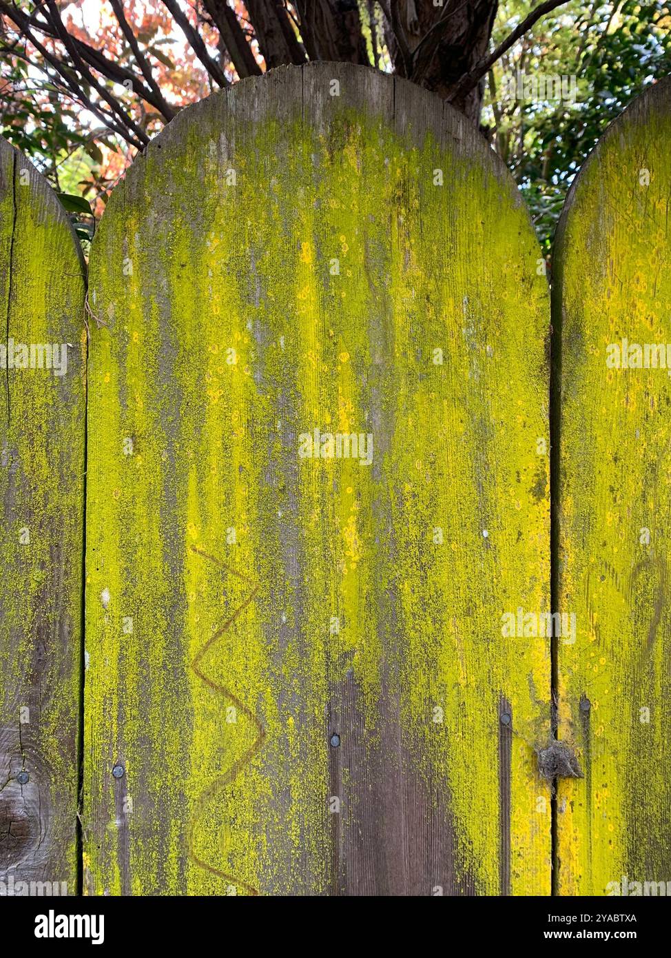 gold dust lichen (Chrysothrix candelaris) Fungi Stock Photo - Alamy