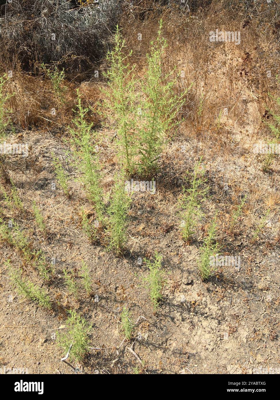 Stinkwort (Dittrichia graveolens) Plantae Stock Photo - Alamy