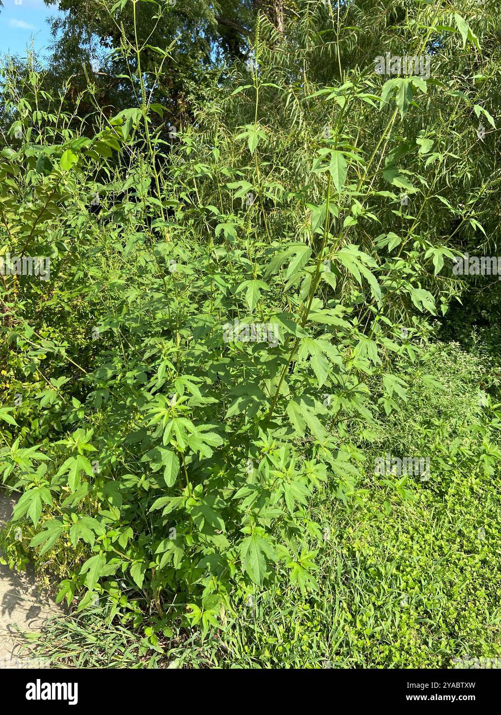 giant ragweed (Ambrosia trifida) Plantae Stock Photo - Alamy