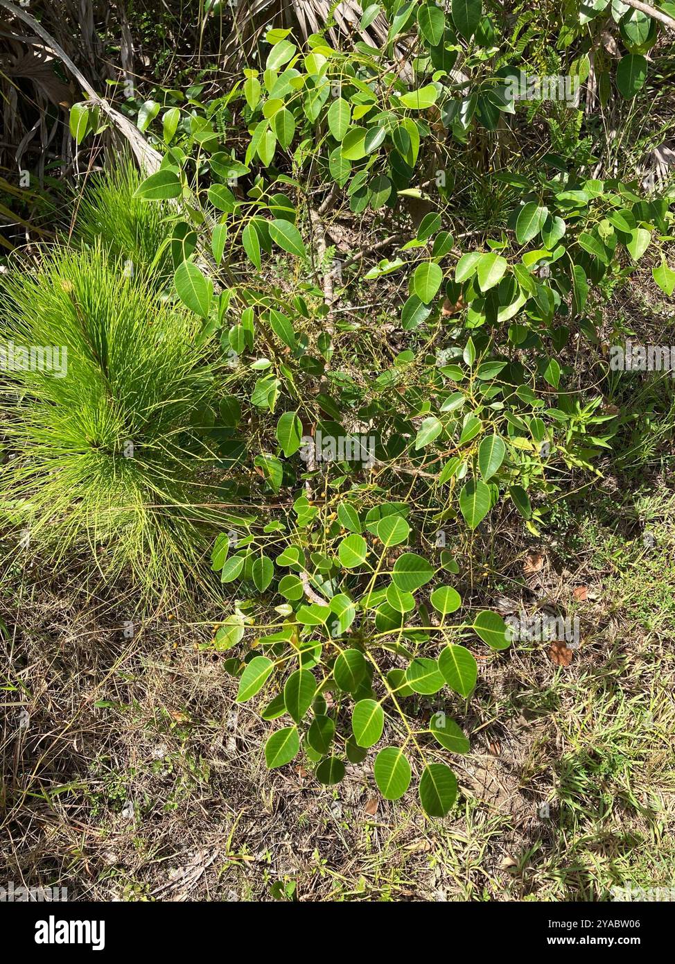 Poisonwood (Metopium toxiferum) Plantae Stock Photo - Alamy