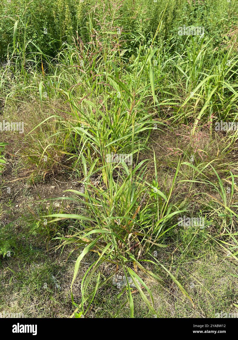 Johnson grass (Sorghum halepense) Plantae Stock Photo - Alamy