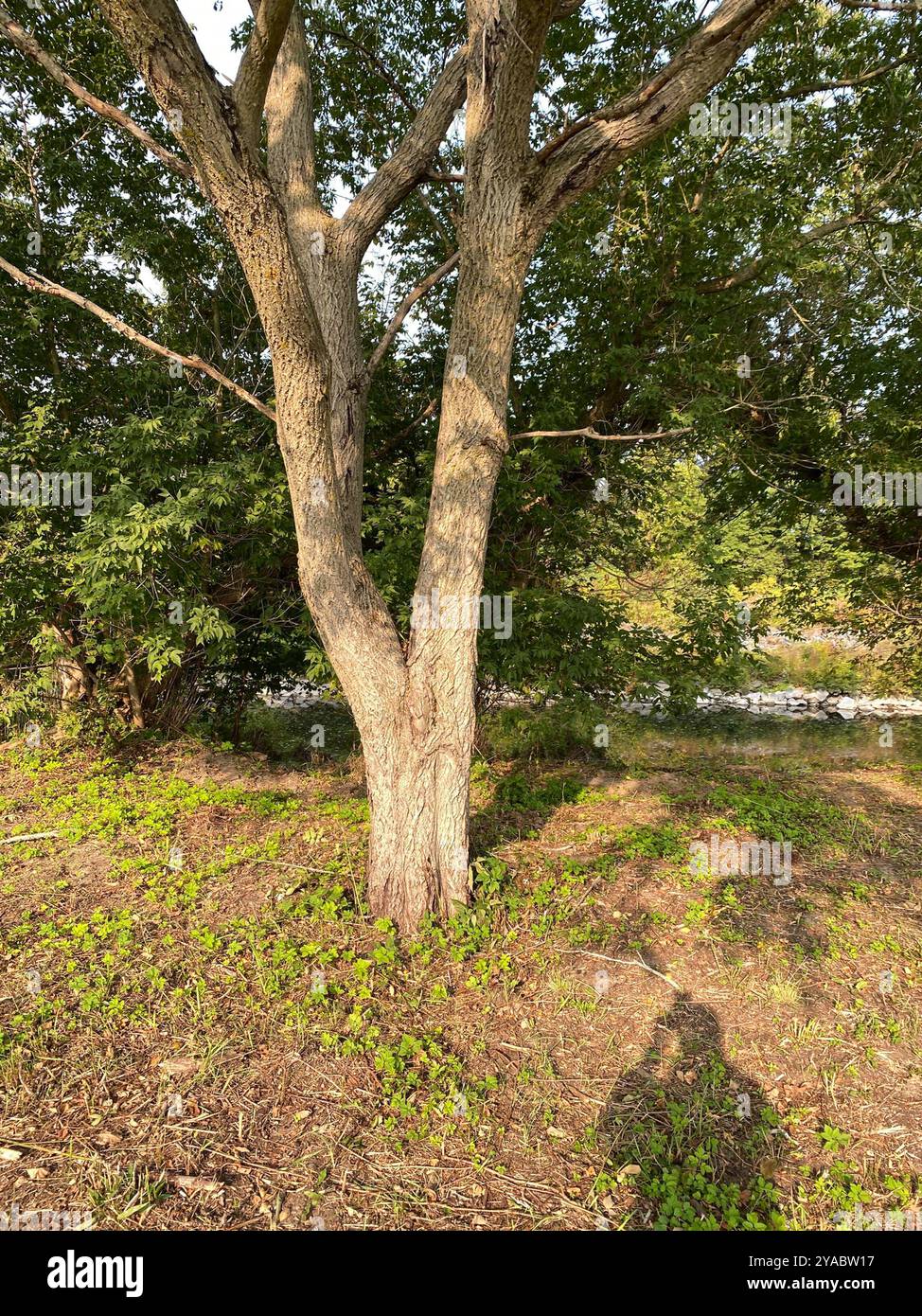 Butternut (Juglans cinerea) Plantae Stock Photo - Alamy