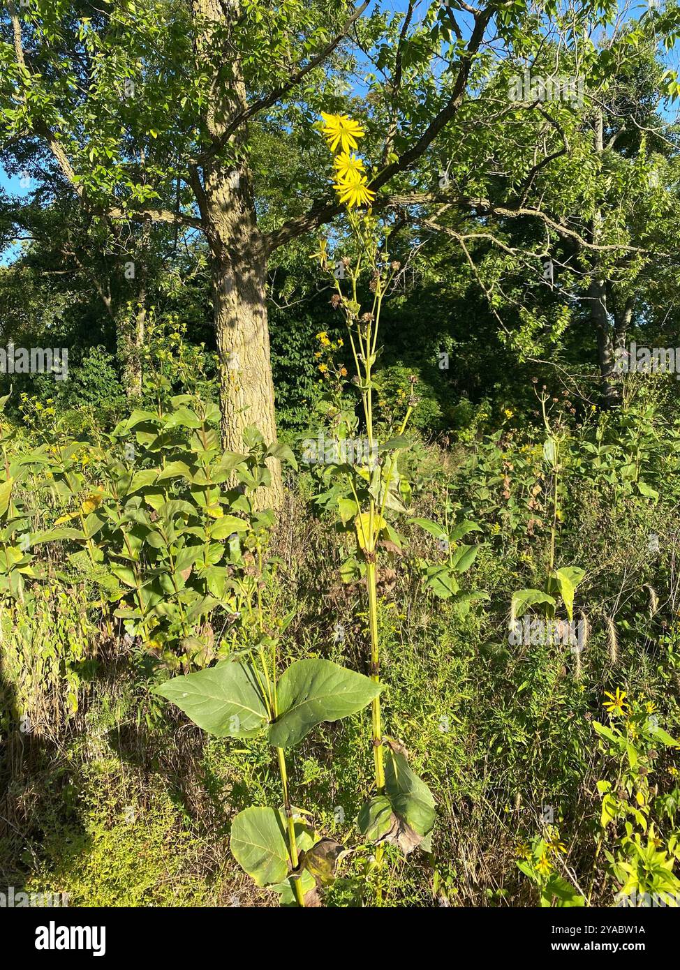 cup plant (Silphium perfoliatum) Plantae Stock Photo - Alamy