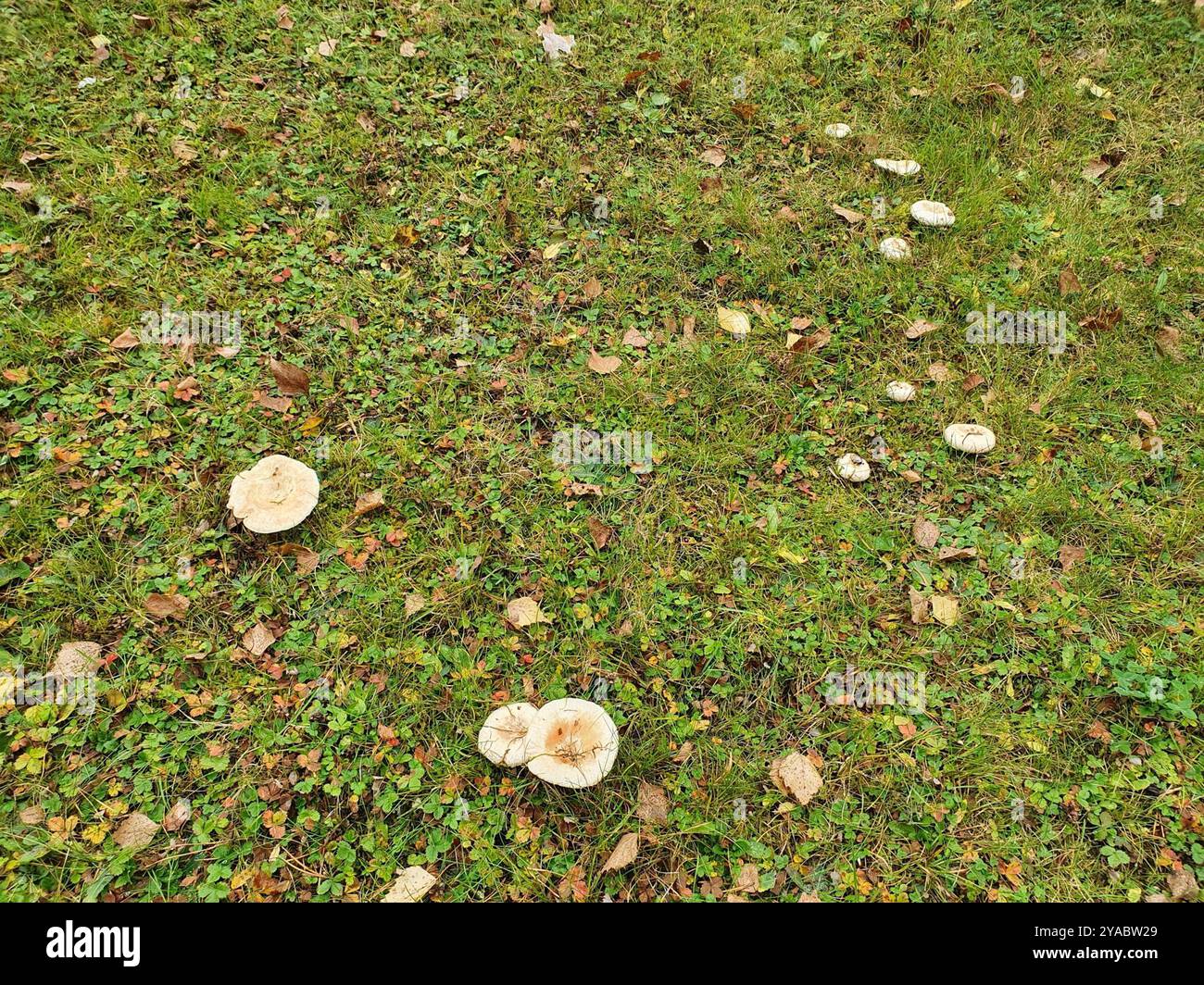 Downy milk cap (Lactarius pubescens) Fungi Stock Photo - Alamy