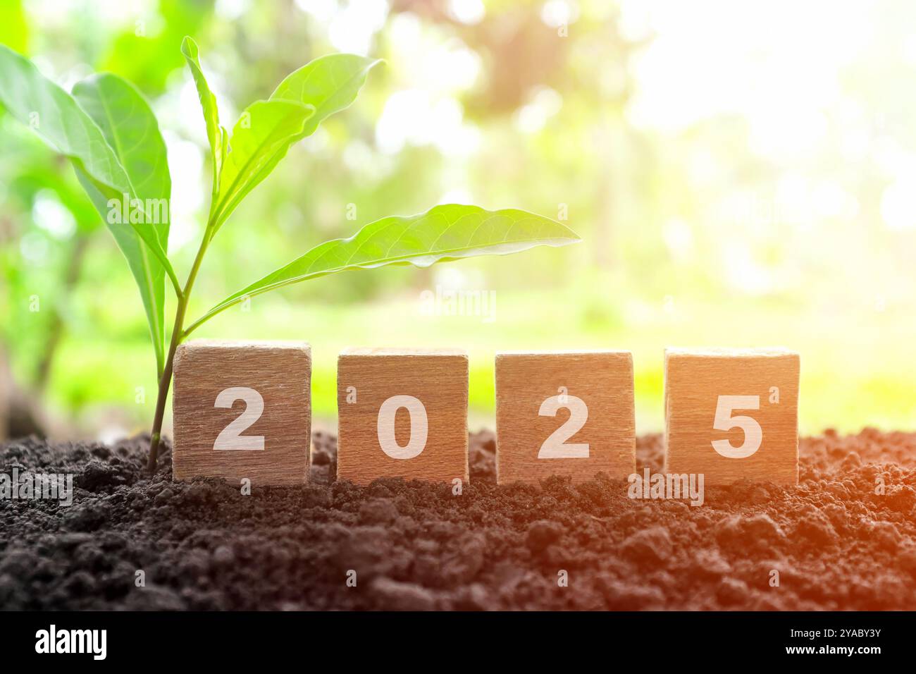 New year 2025 in wooden blocks with growing plant at sunrise. Welcome ...