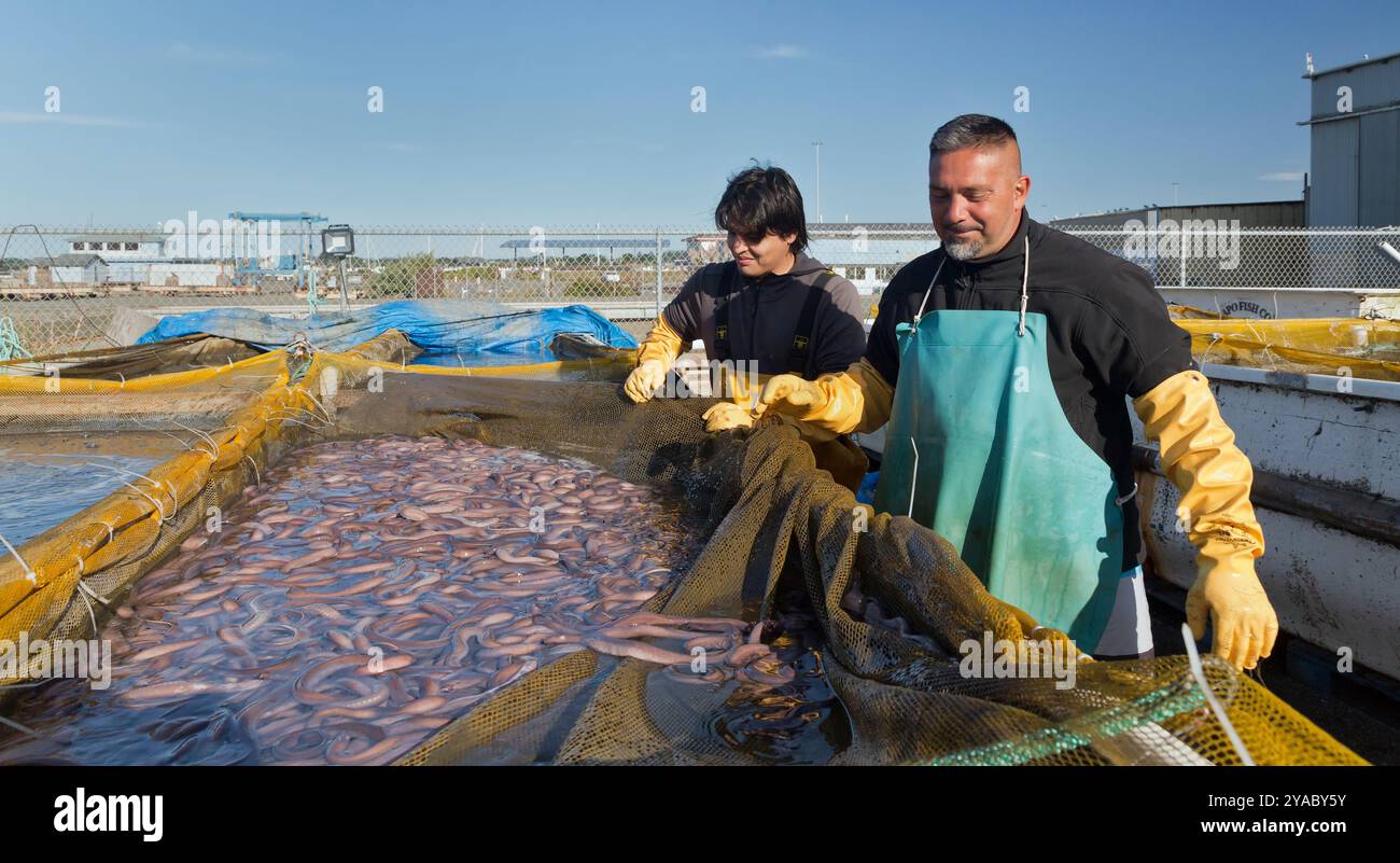 Workers tending Pacific Hagfish 'Myxini' (Slime Eel) Catch. Hagfish are ...