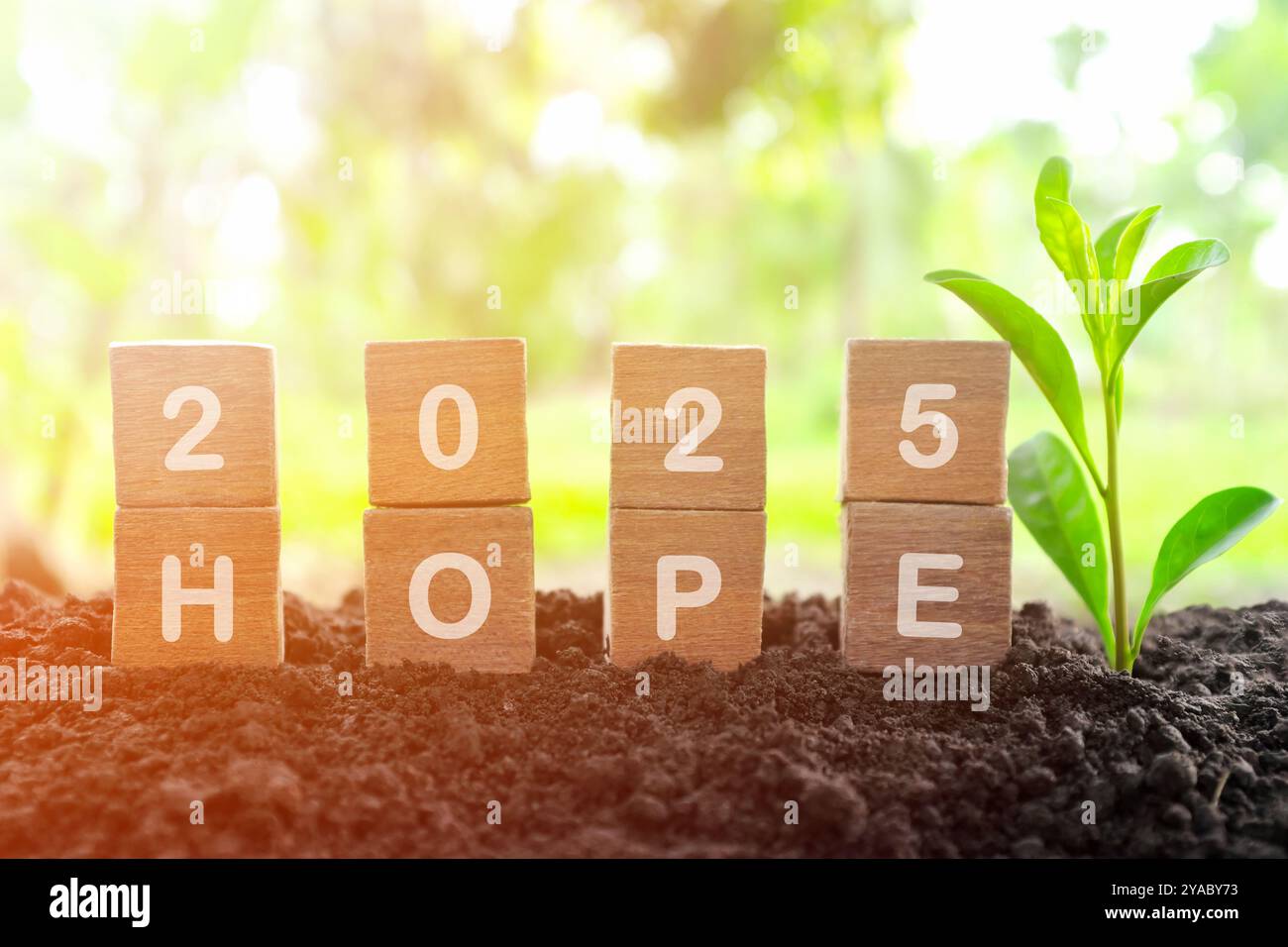 Year 2025 in wooden blocks with growing plant at sunrise. New year 2025 ...