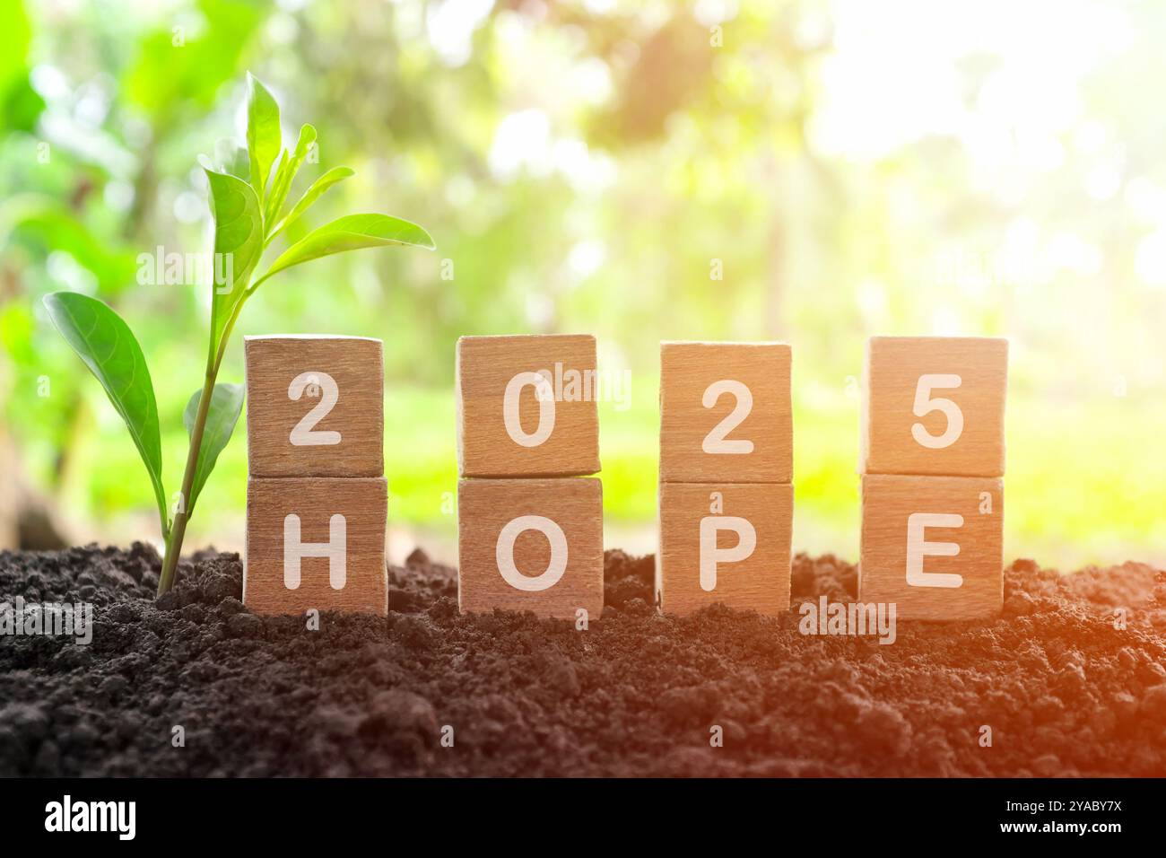 Year 2025 in wooden blocks with growing plant at sunrise. New year 2025 ...