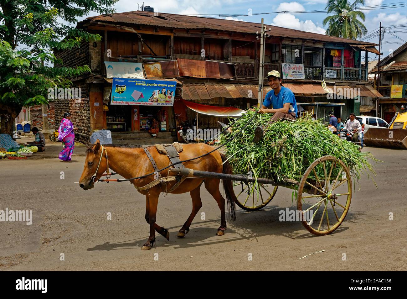 Tonga carry grass for his horse at Ichalkaranji district Kolhapur ...