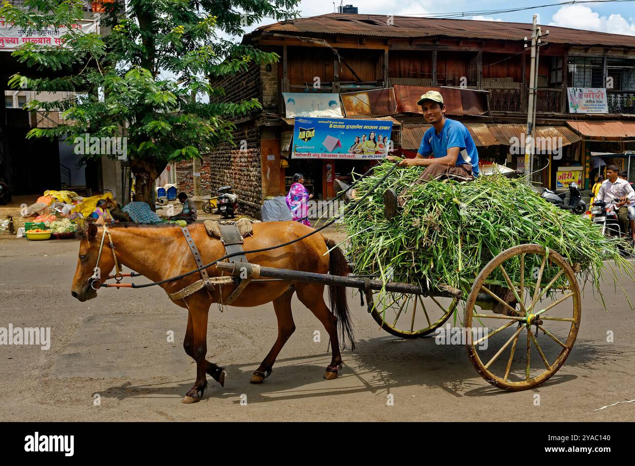 Tonga carry grass for his horse at Ichalkaranji district Kolhapur ...
