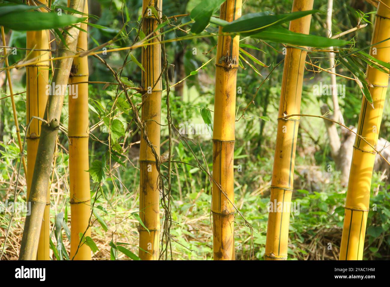 Yellow Bamboo plants that grow abundantly in the lowlands of Indonesia ...