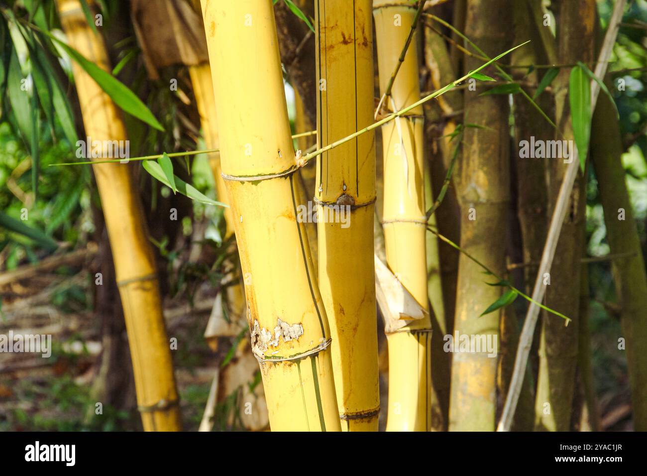 Golden yellow stem bamboo hi-res stock photography and images - Alamy