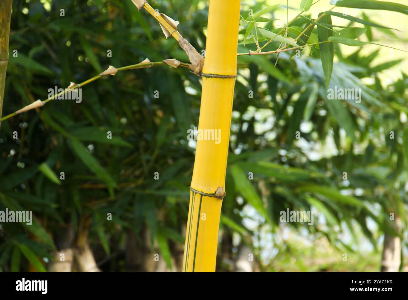 Yellow Bamboo plants that grow abundantly in the lowlands of Indonesia ...