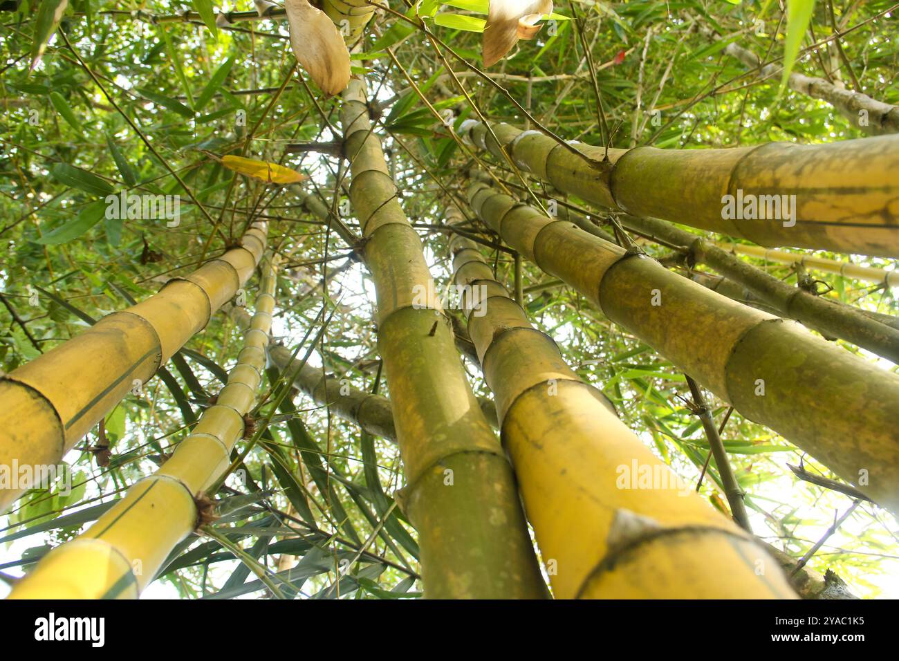 Bamboo tree and yellow hi-res stock photography and images - Alamy