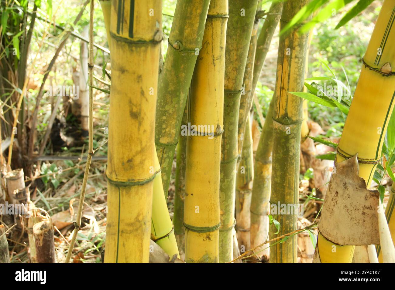 Yellow Bamboo plants that grow abundantly in the lowlands of Indonesia ...