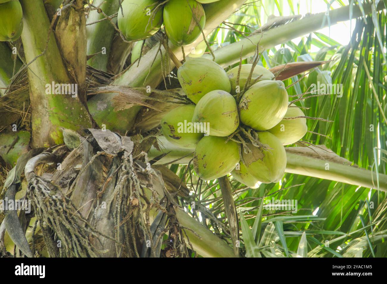Fresh green coconuts that are still on the coconut tree and ready to be ...