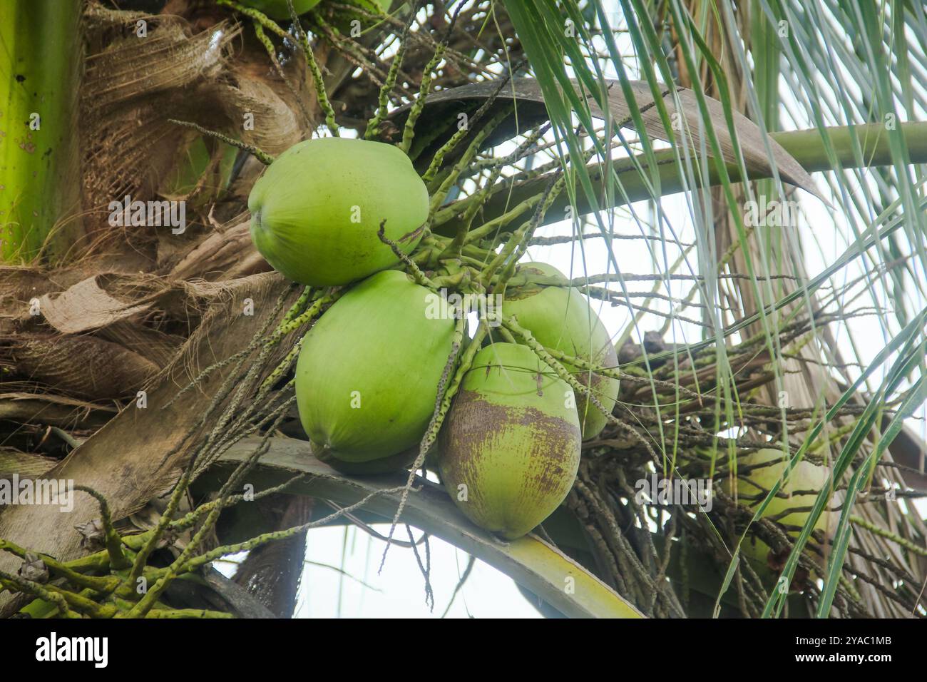Fresh green coconuts that are still on the coconut tree and ready to be ...