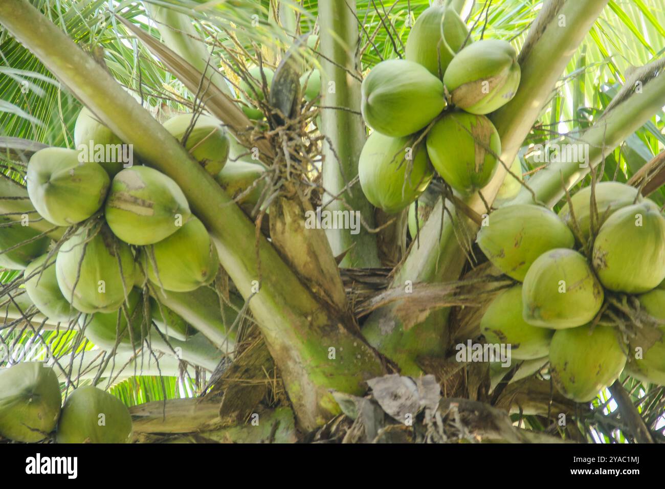 Fresh green coconuts that are still on the coconut tree and ready to be ...