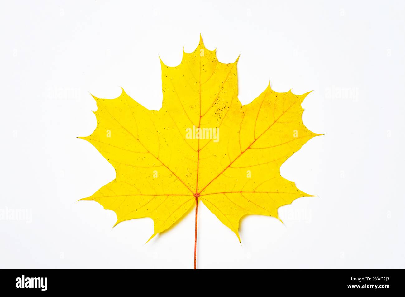 Autumnal Equinox. Canada Day. Winter solstice the end of autumn. Red ...