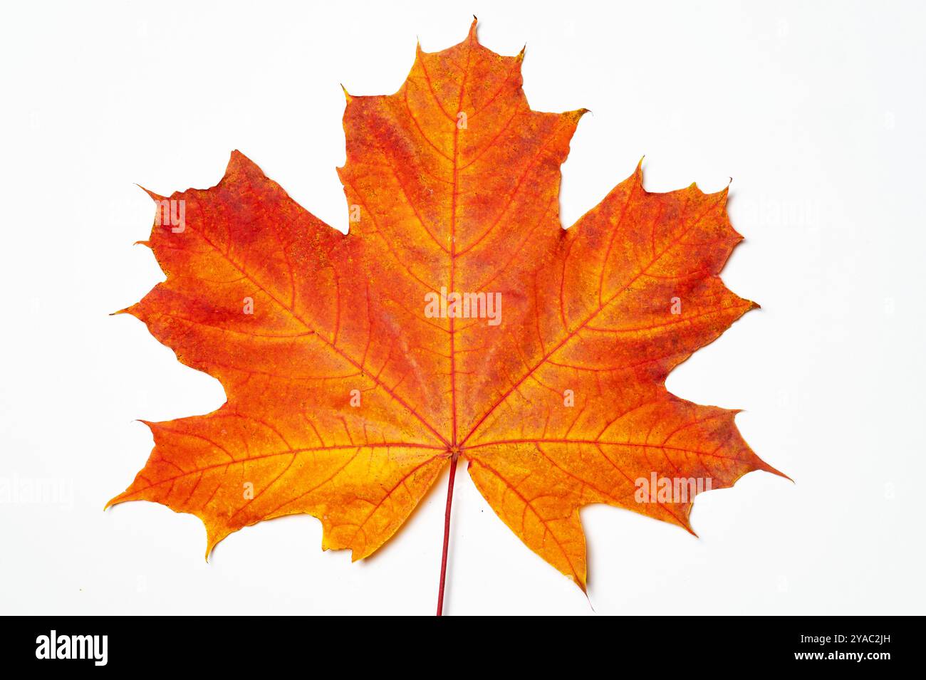 Autumnal Equinox. Canada Day. Winter solstice the end of autumn. Red ...